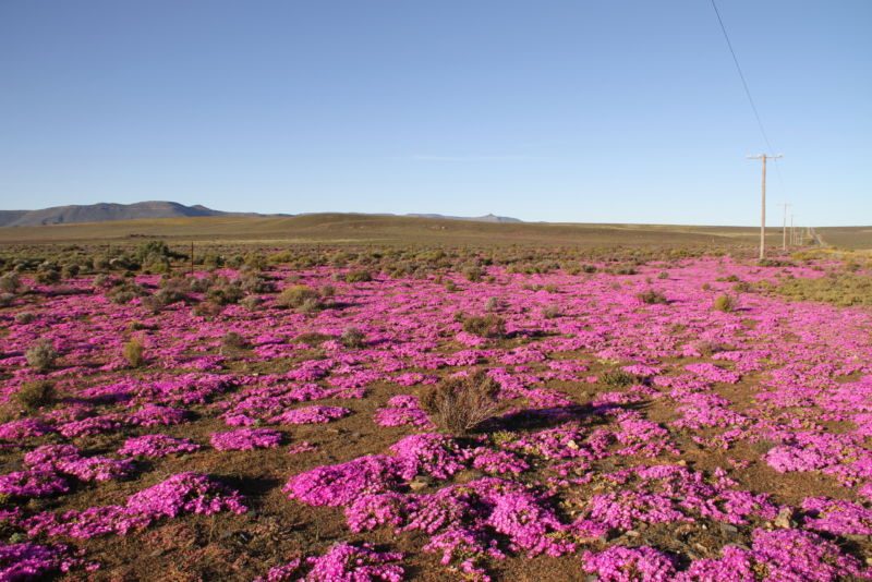 CALVINIA | Northern Cape South Africa